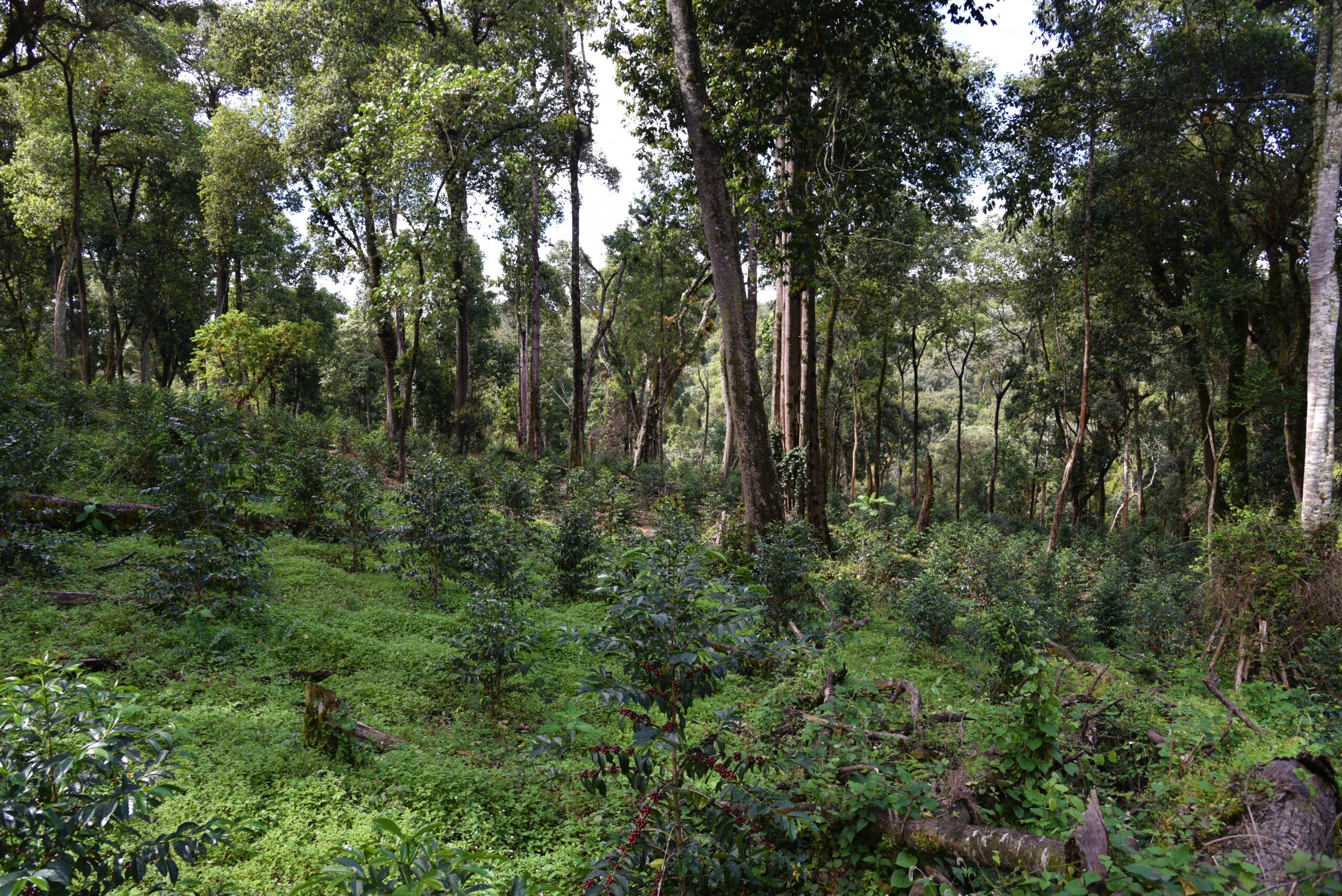 Wanza / Éthiopie - Torréfaction Sāba